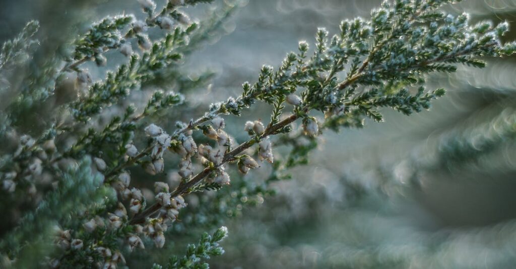 Fini le givre ! Causes et astuces pour un congélateur sans glace
